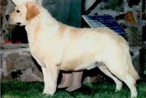 CH Cherry Oaks Sundance Dillon